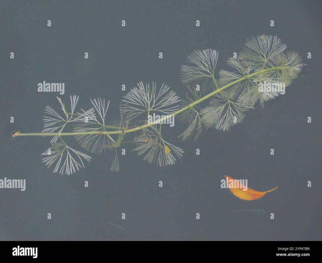 Carolina Fanwort (Cabomba caroliniana Stock Photo - Alamy