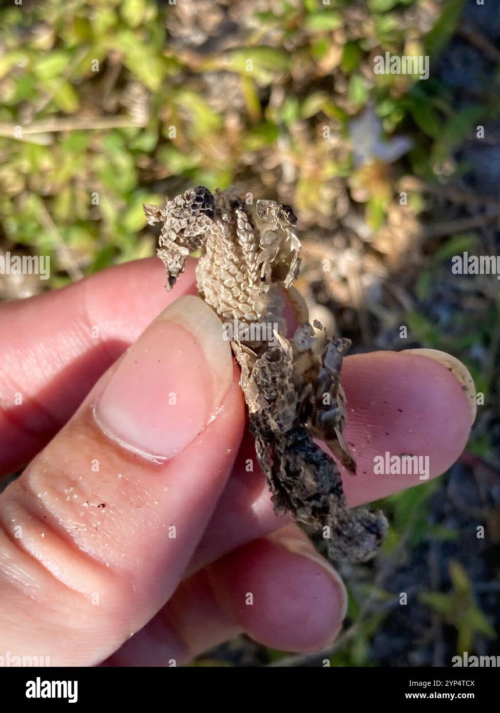 Northern Curly-tailed Lizard (Leiocephalus carinatus Stock Photo - Alamy