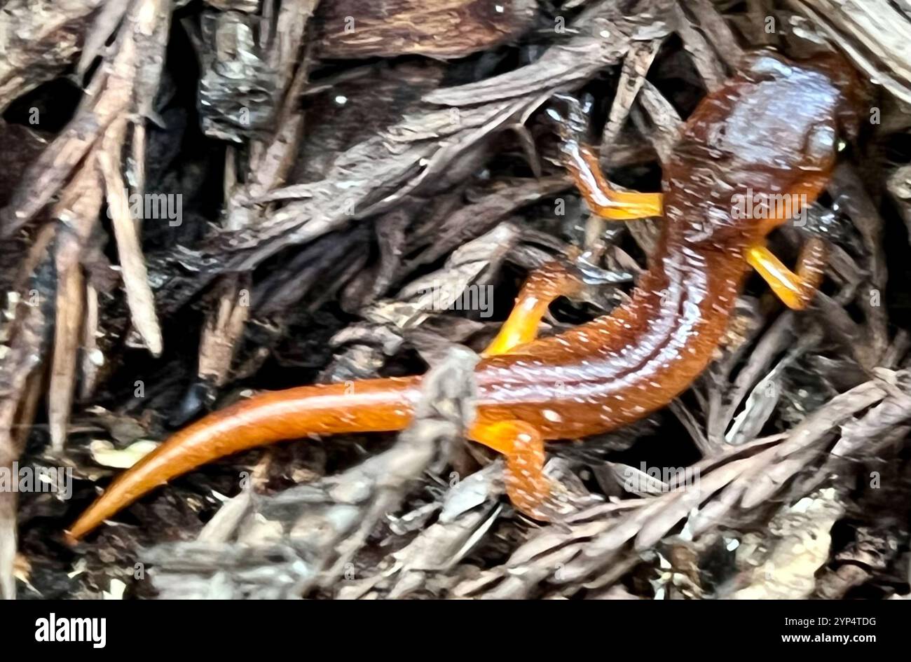 Yellow-eyed Ensatina (Ensatina eschscholtzii xanthoptica Stock Photo ...