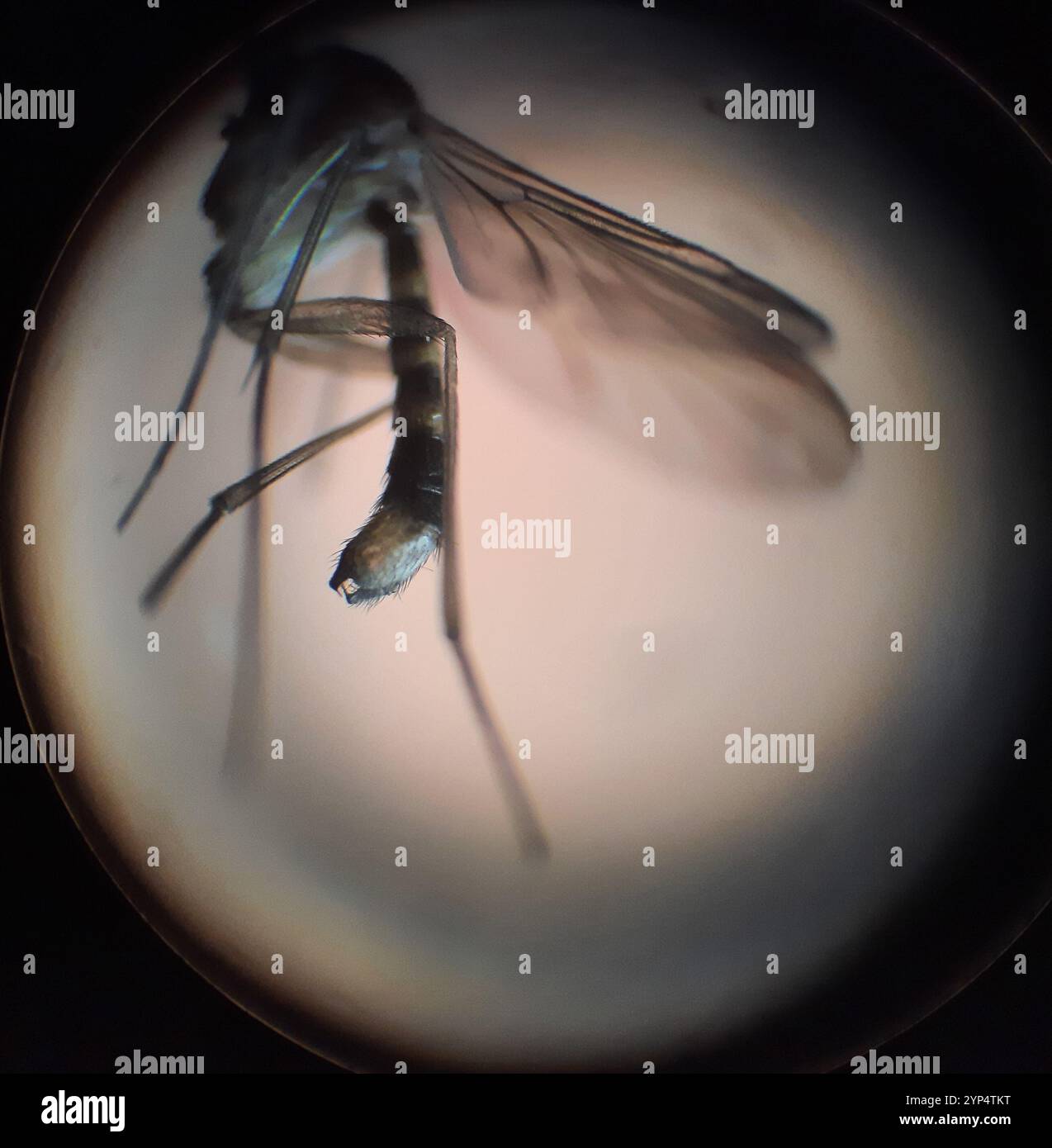 Predatory Fungus Gnats (Keroplatidae Stock Photo - Alamy