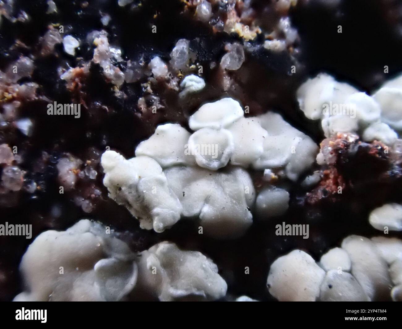 common lichens (Lecanoromycetes Stock Photo - Alamy