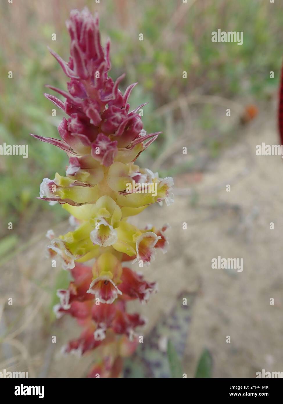 Palerim Viooltjie (Lachenalia membranacea Stock Photo - Alamy