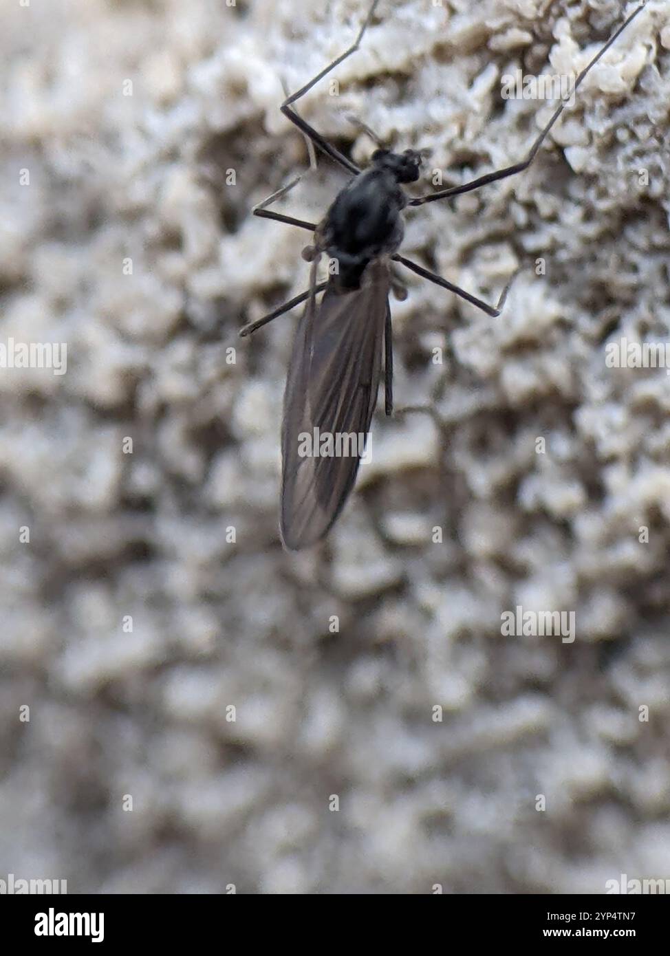 Non-biting Midges (Chironomidae Stock Photo - Alamy