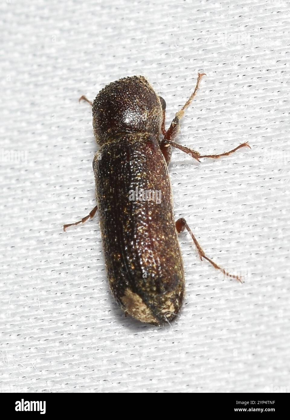 Apple Twig Borer (Amphicerus bicaudatus Stock Photo - Alamy