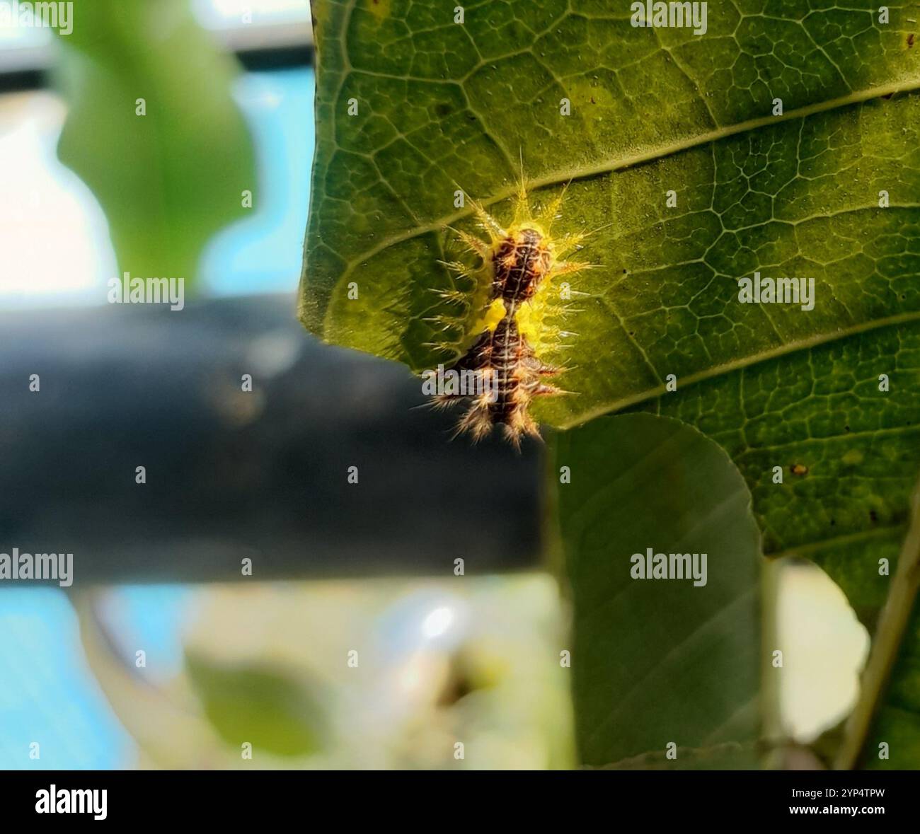 Slug Caterpillar Moths (Limacodidae Stock Photo - Alamy