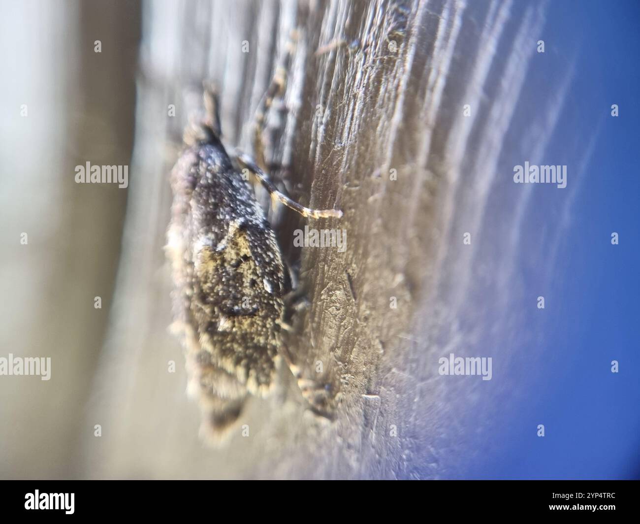 March Tubic (Diurnea fagella Stock Photo - Alamy