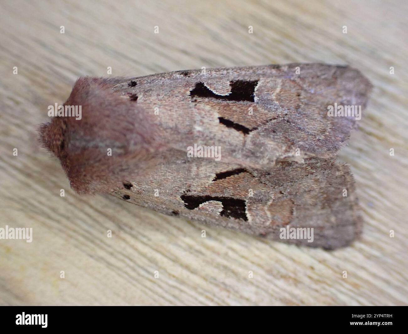 Hebrew Character (Orthosia gothica Stock Photo - Alamy