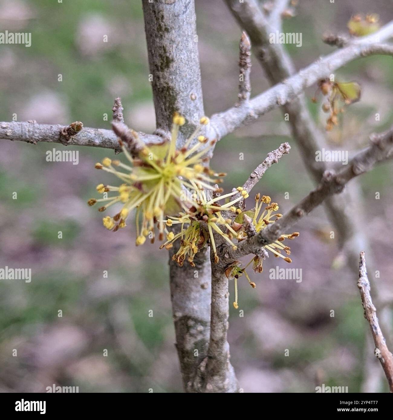 Stretchberry (Forestiera pubescens Stock Photo - Alamy