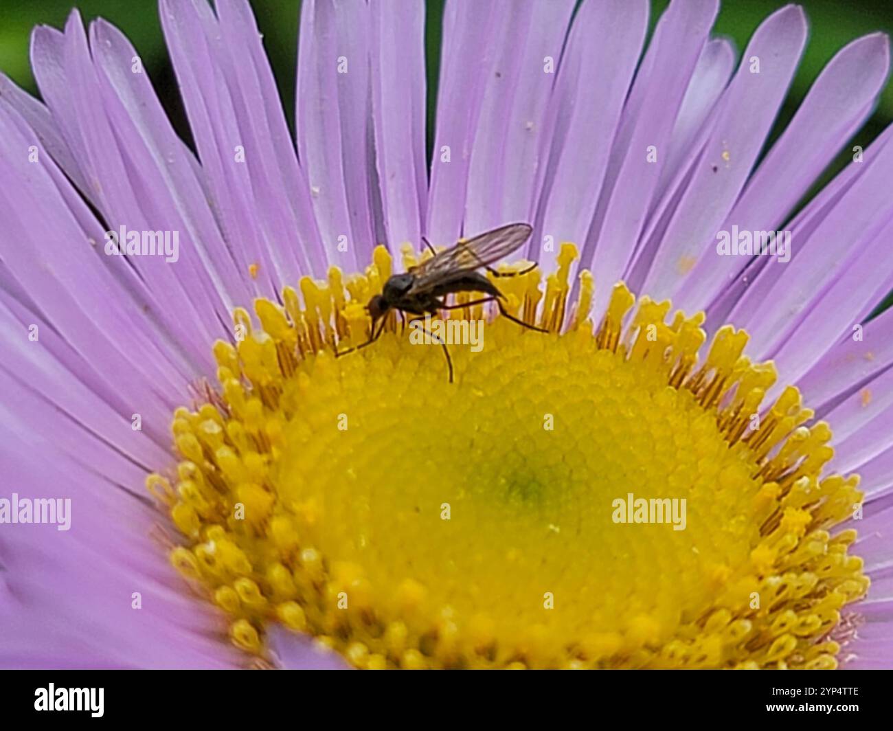 Dance Flies, Long-legged Flies, and Allies (Empidoidea Stock Photo - Alamy