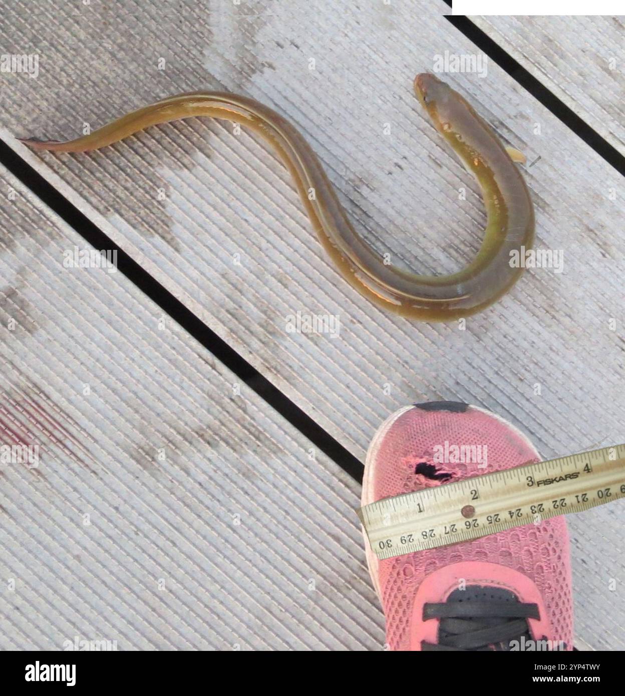 American Eel (Anguilla rostrata Stock Photo - Alamy