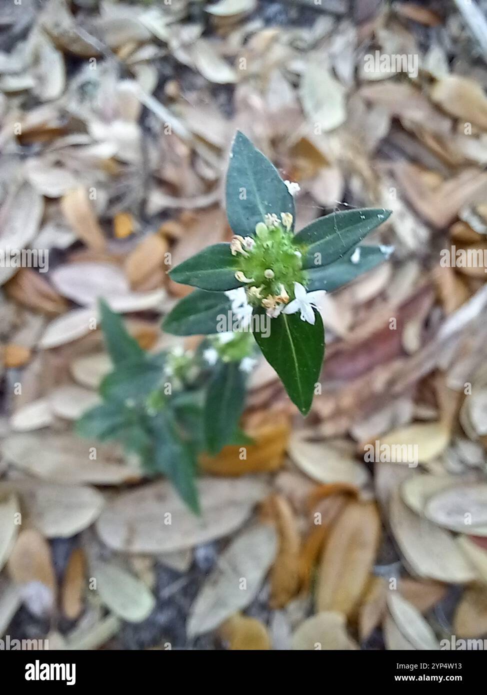 Shrubby false buttonweed spermacoce verticillata hi-res stock ...