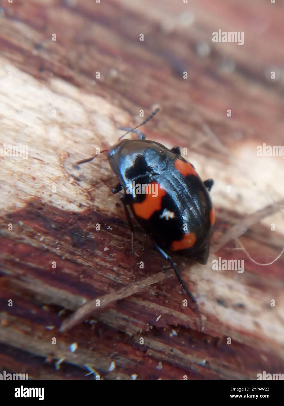 Orange-spotted Scaphidium (Scaphidium quadrimaculatum Stock Photo - Alamy
