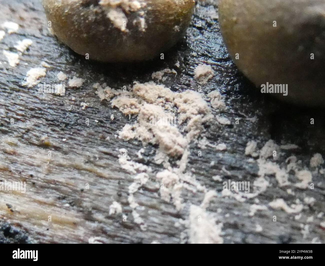 Wolf's Milk (Lycogala epidendrum Stock Photo - Alamy