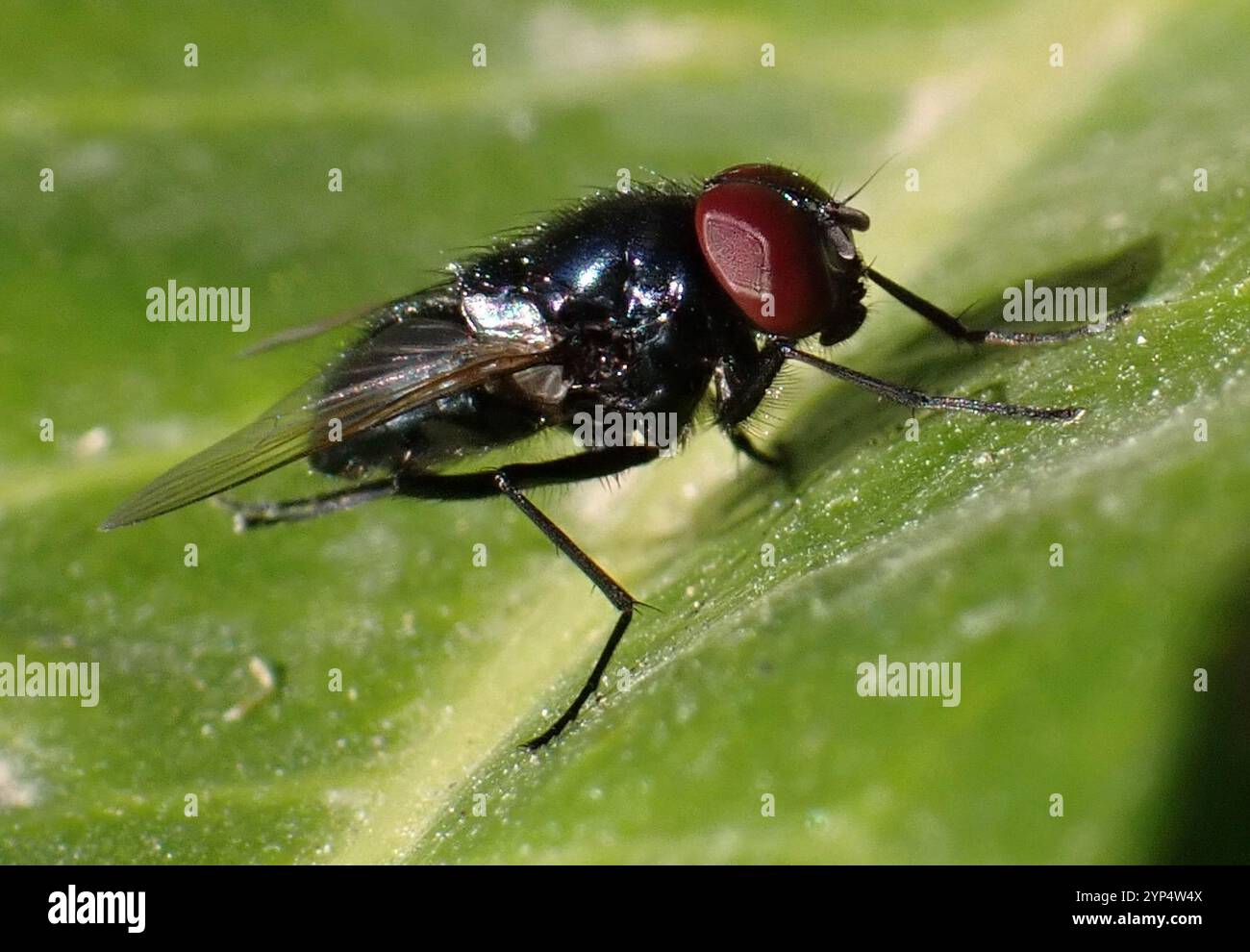 Black Dump Flies (Hydrotaea Stock Photo - Alamy