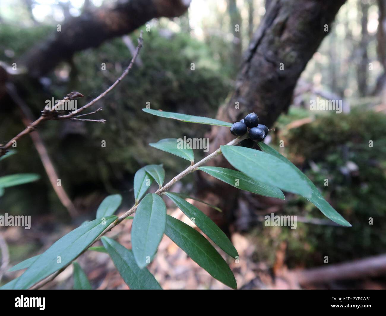Pimelea drupacea hi-res stock photography and images - Alamy