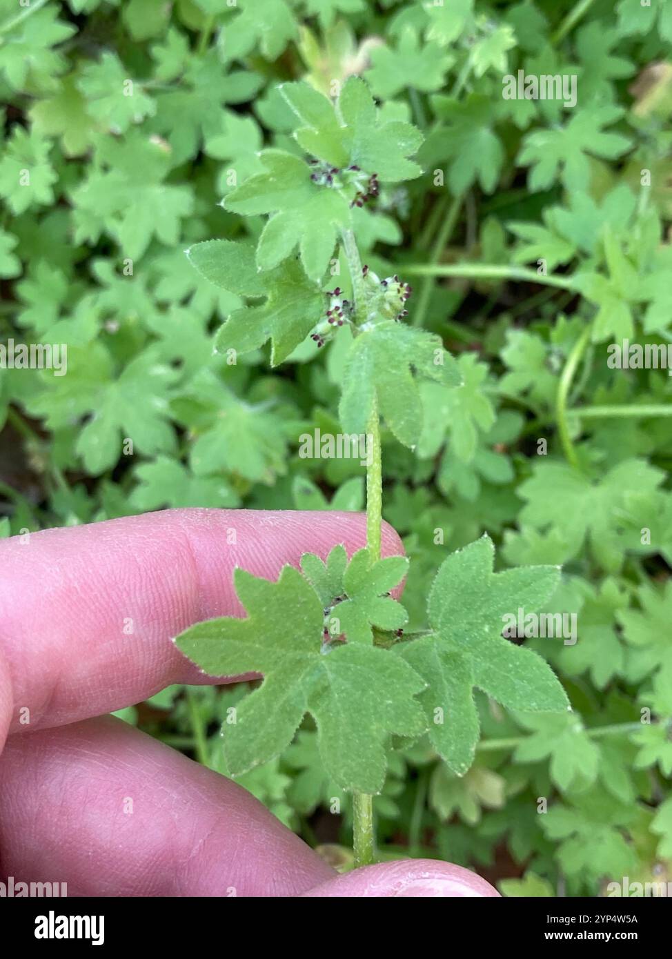 hoary bowlesia (Bowlesia incana Stock Photo - Alamy