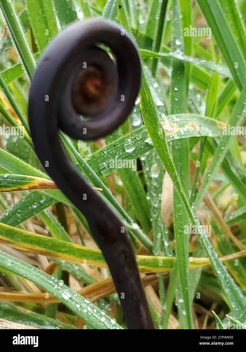 false staghorn fern (Dicranopteris linearis Stock Photo - Alamy