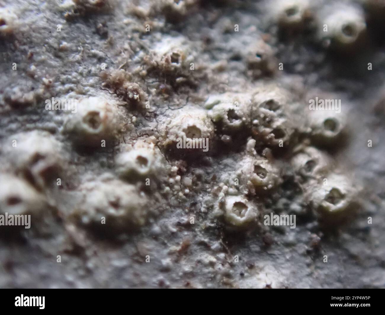 Barnacle lichens hi-res stock photography and images - Alamy