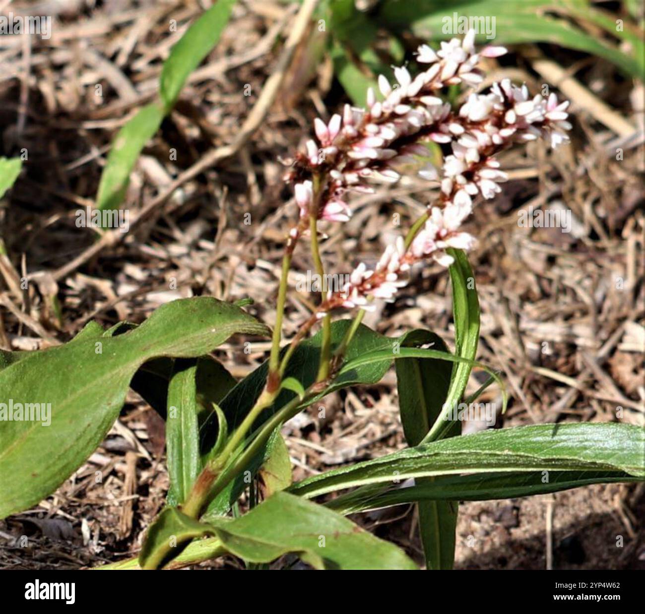 Bristly Snakeroot (Persicaria madagascariensis Stock Photo - Alamy