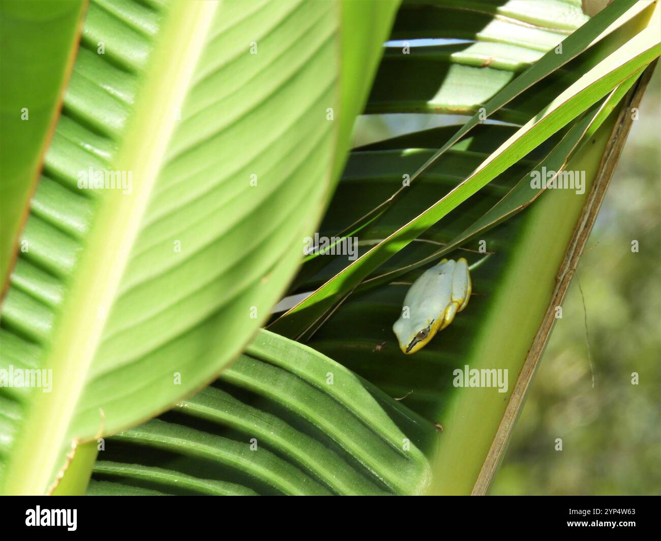 Blue back reed frog hi-res stock photography and images - Alamy