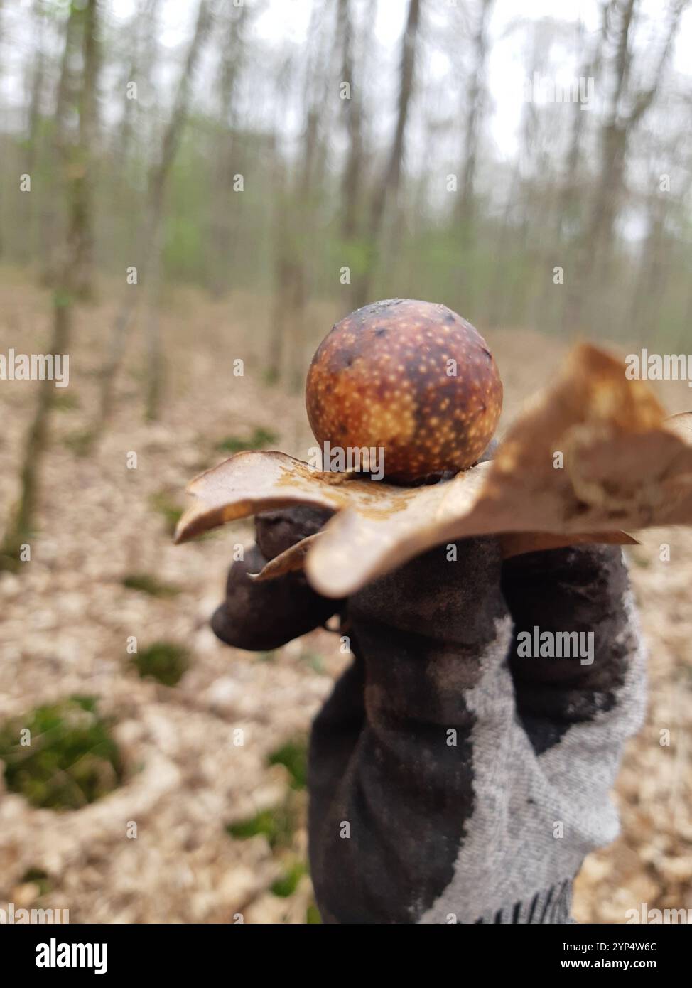 Cherry Gall Wasp (Cynips quercusfolii Stock Photo - Alamy