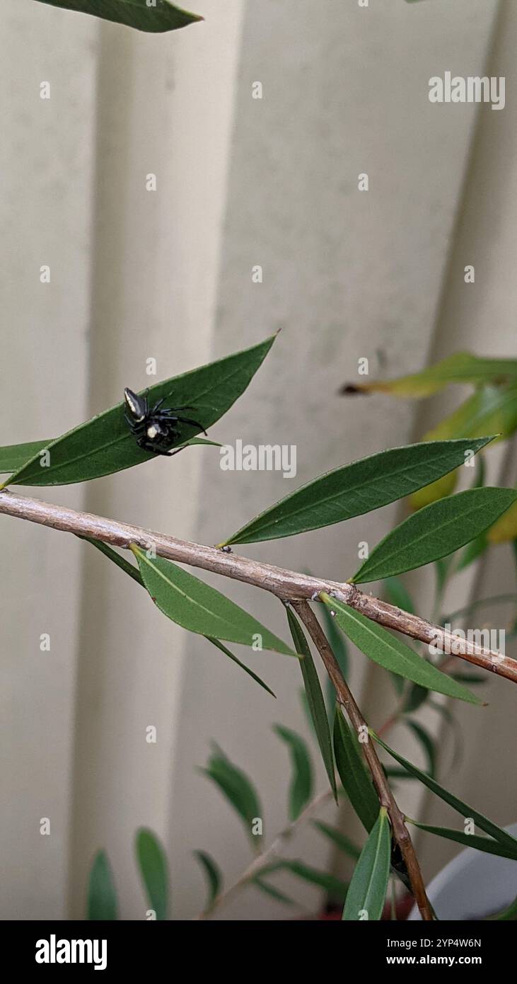 Garden Jumping Spiders (Opisthoncus Stock Photo - Alamy