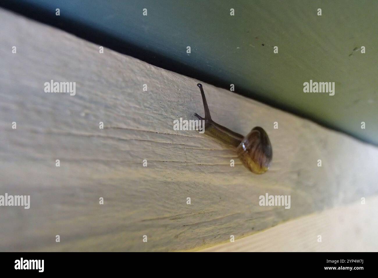 Common Southern Carnivorous Snail (Austrorhytida capillacea Stock Photo ...