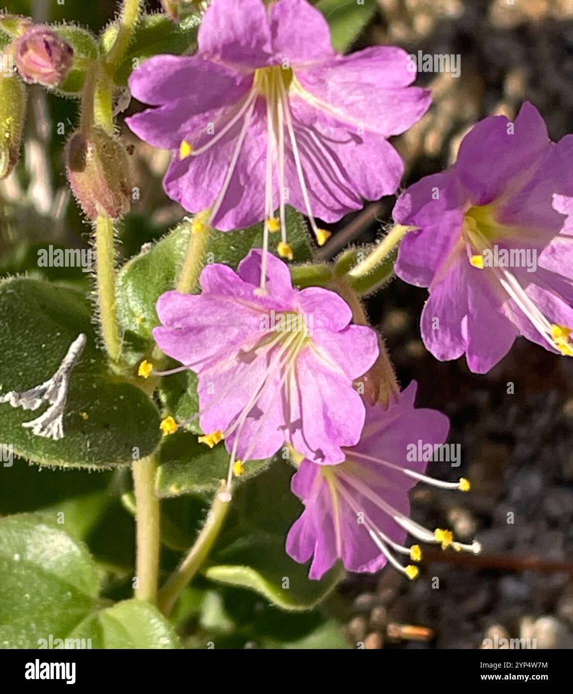 California Four o'Clock (Mirabilis laevis crassifolia Stock Photo - Alamy