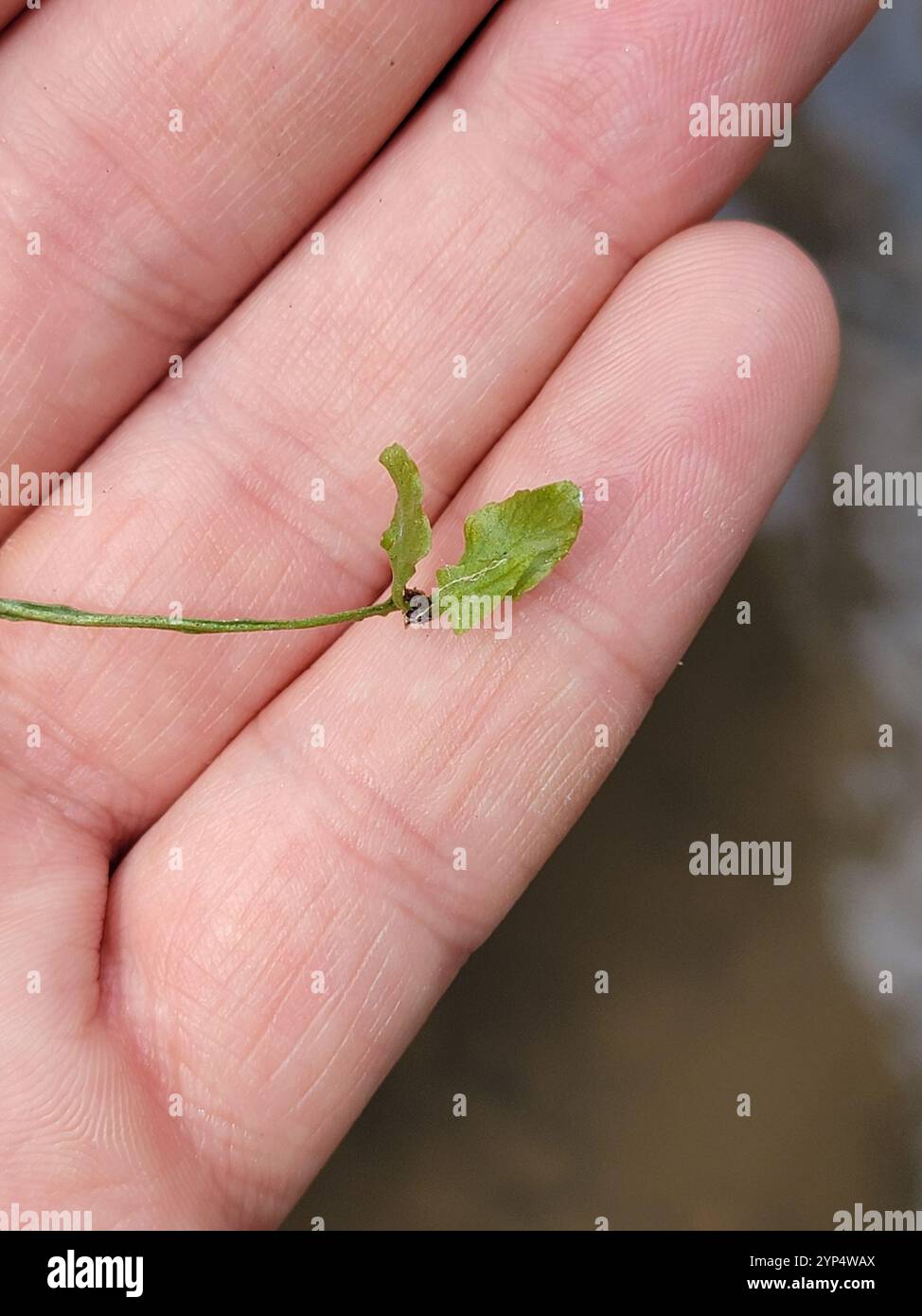 walking fern (Asplenium rhizophyllum Stock Photo - Alamy