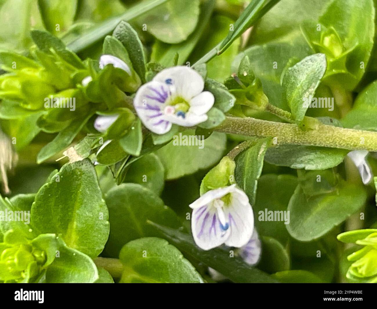 thyme-leaved speedwell (Veronica serpyllifolia Stock Photo - Alamy