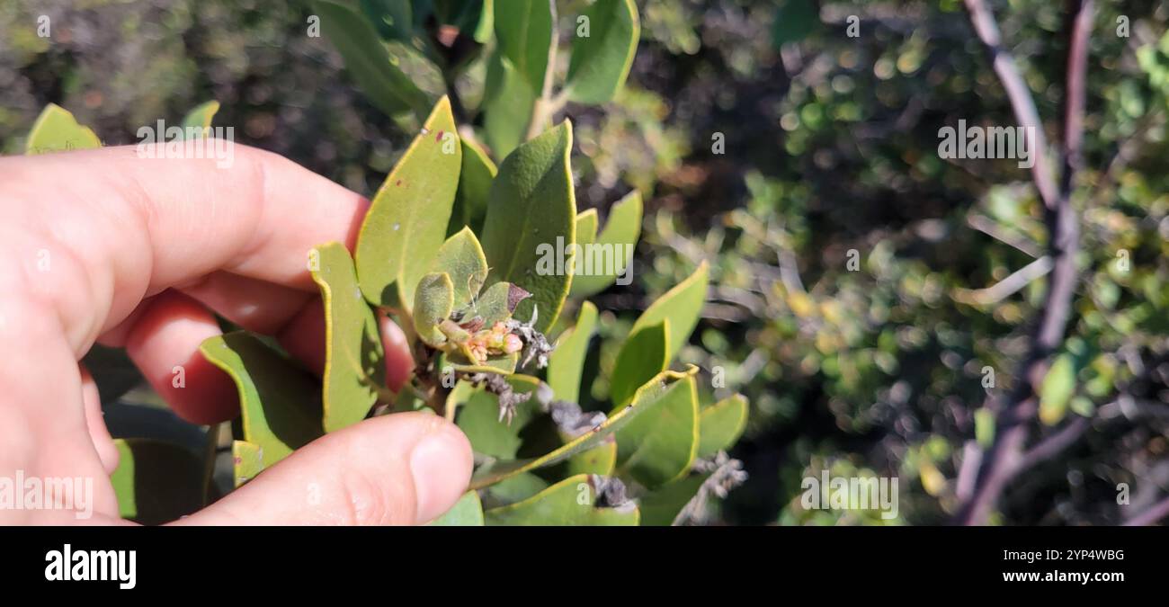 Transverse Range Manzanita (Arctostaphylos glandulosa mollis Stock ...