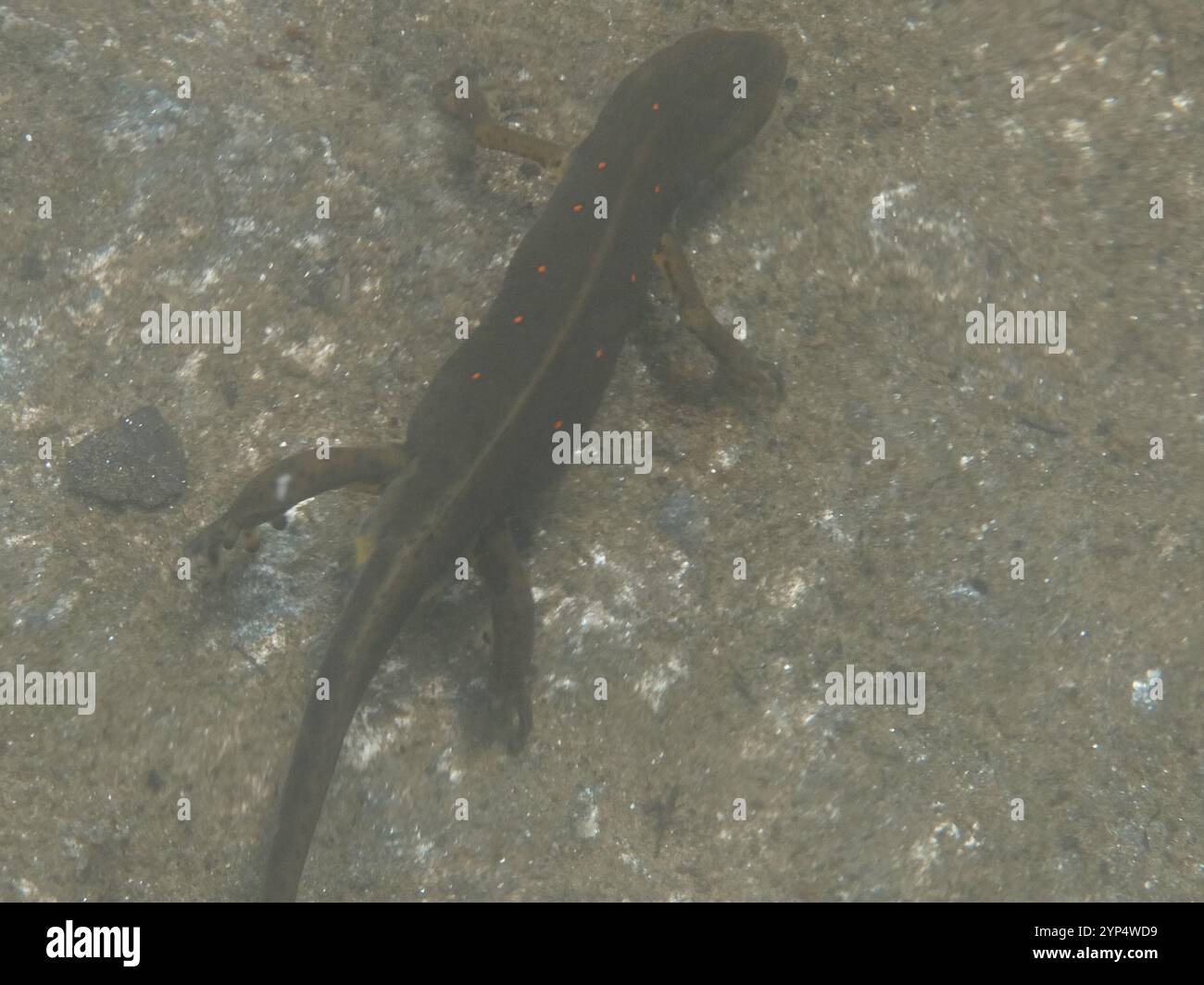 Eastern Newt (Notophthalmus viridescens Stock Photo - Alamy