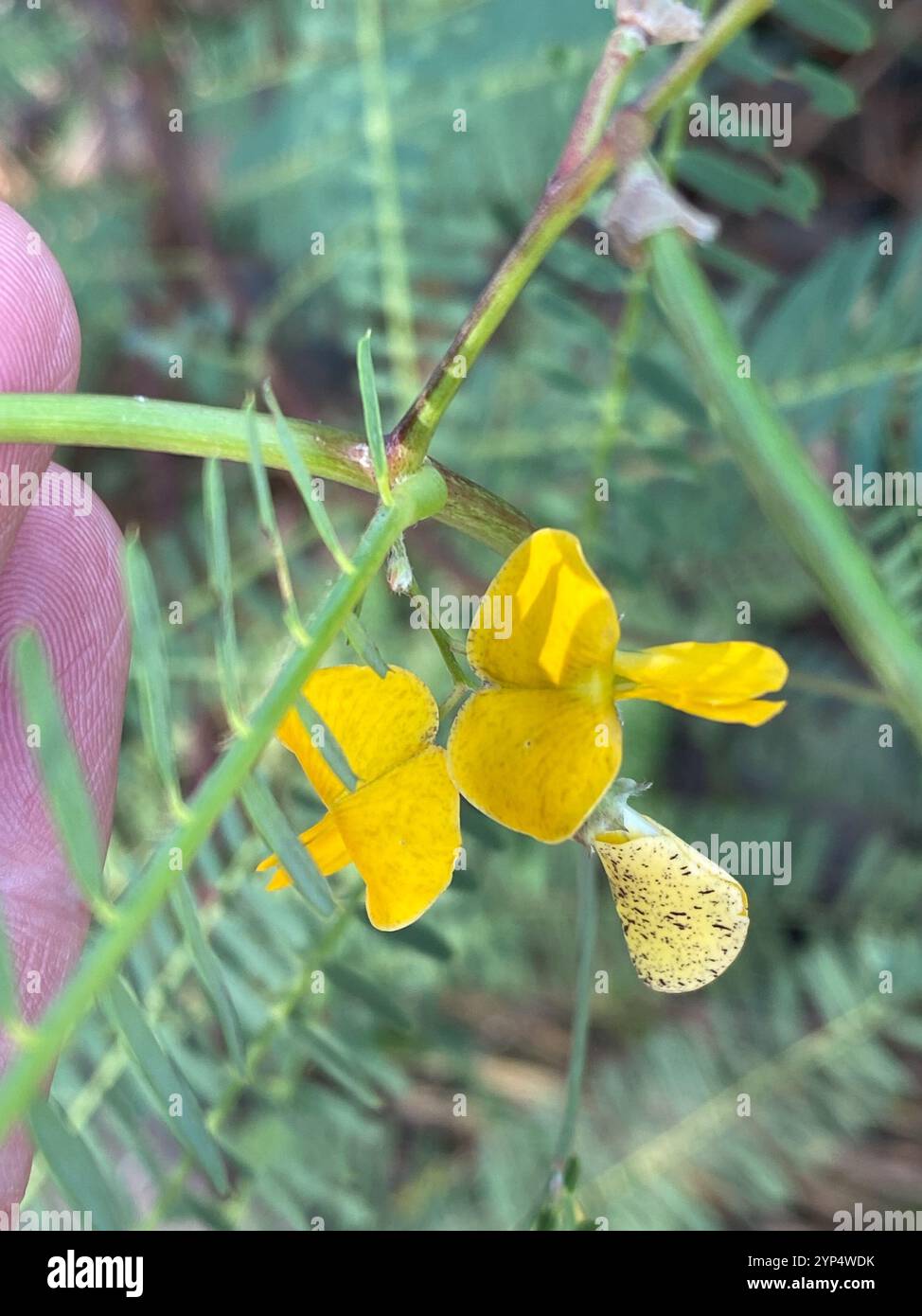 Sesbania Pea (Sesbania cannabina Stock Photo - Alamy