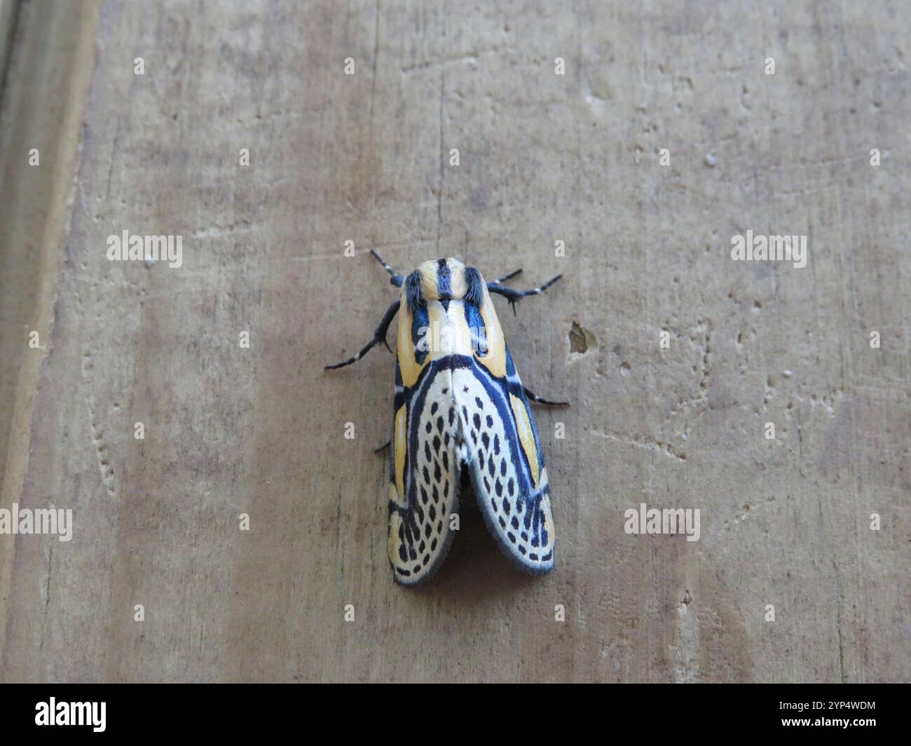 Hieroglyphic Moth (Diphthera festiva Stock Photo - Alamy