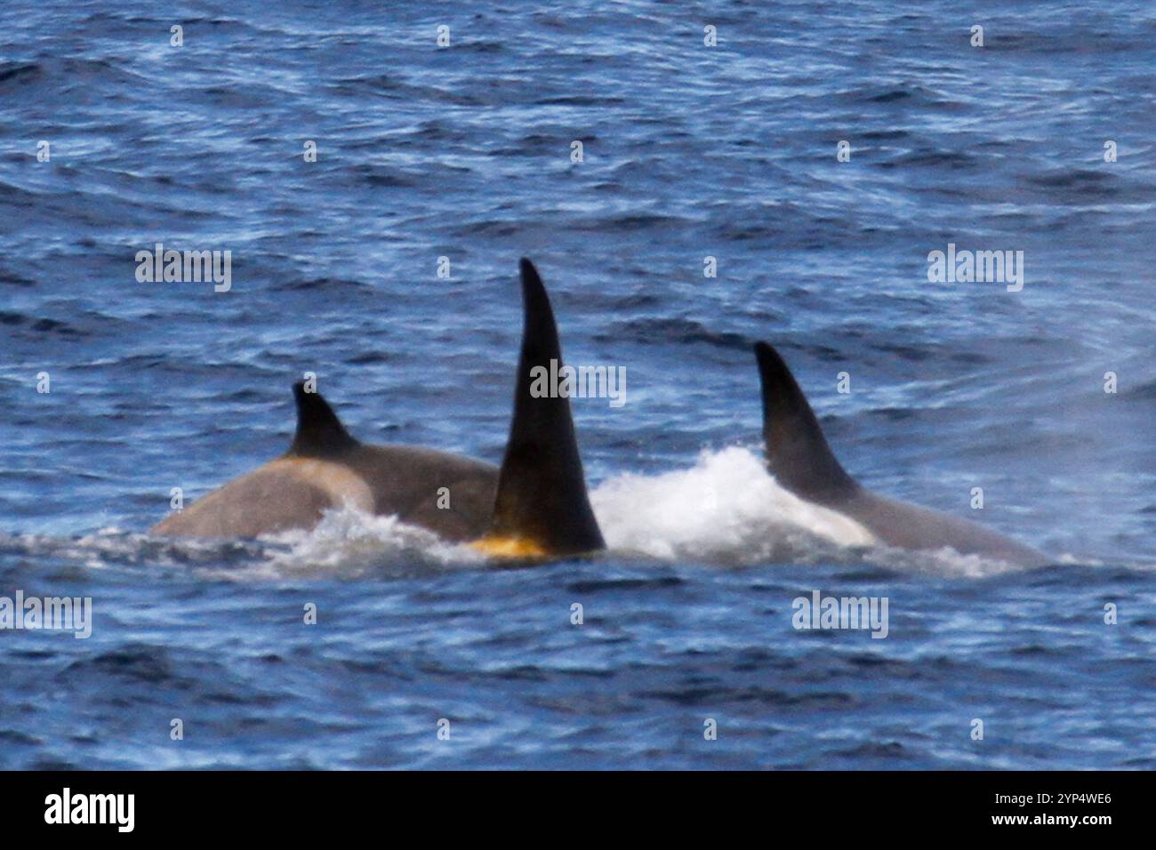 Orca (Orcinus orca Stock Photo - Alamy