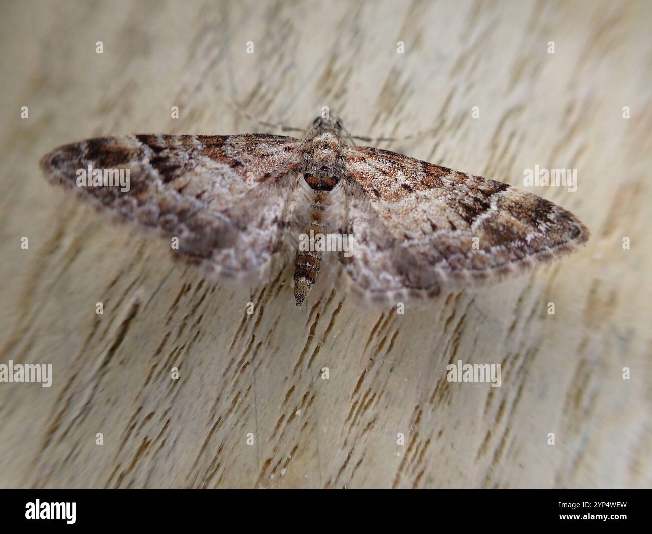 Gymnoscelis rufifasciata hi-res stock photography and images - Alamy