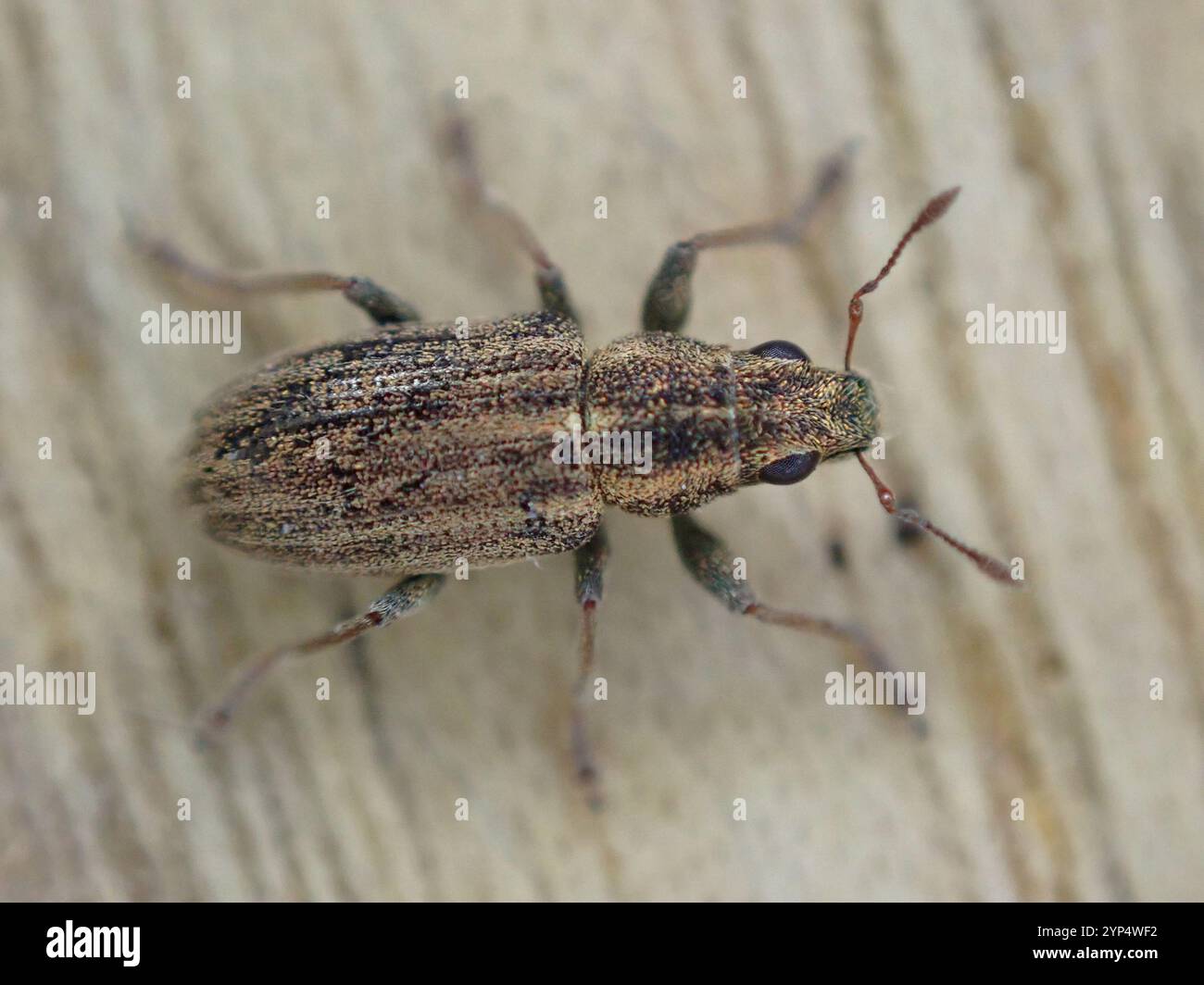 Sitona lineatus hi-res stock photography and images - Alamy