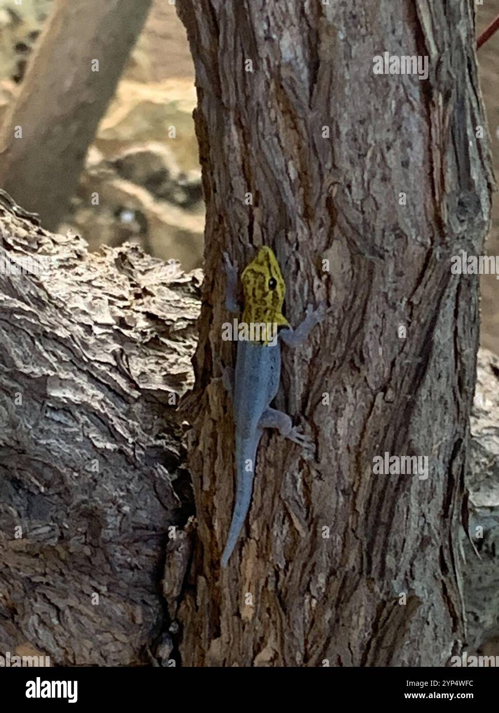 Painted Dwarf Gecko (Lygodactylus picturatus Stock Photo - Alamy