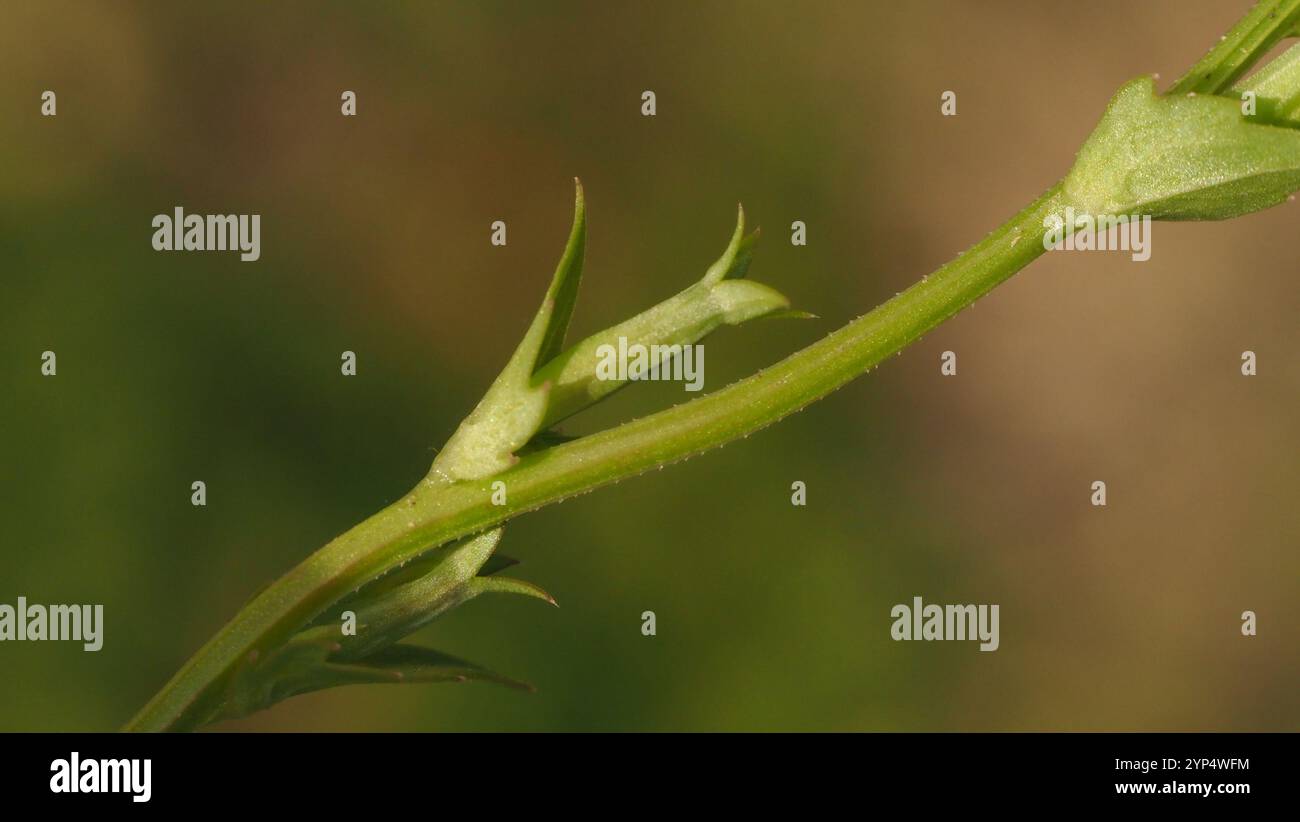 Venus's looking-glass (Triodanis biflora Stock Photo - Alamy