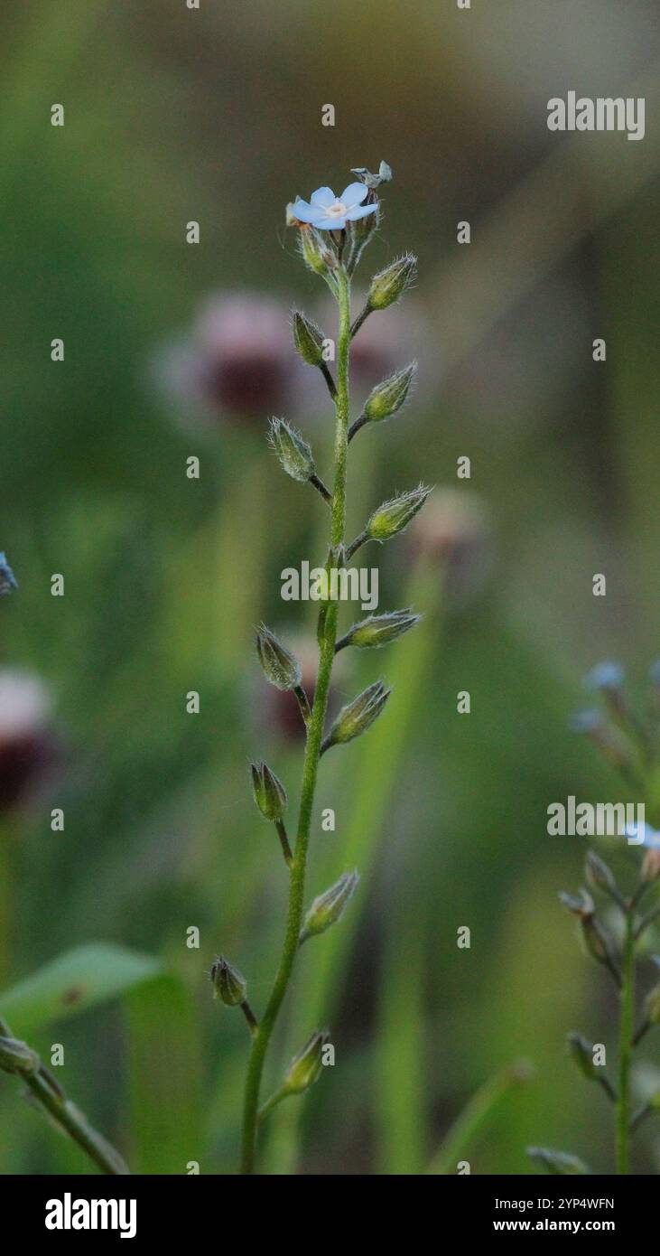 mountain forget-me-not (Myosotis asiatica Stock Photo - Alamy