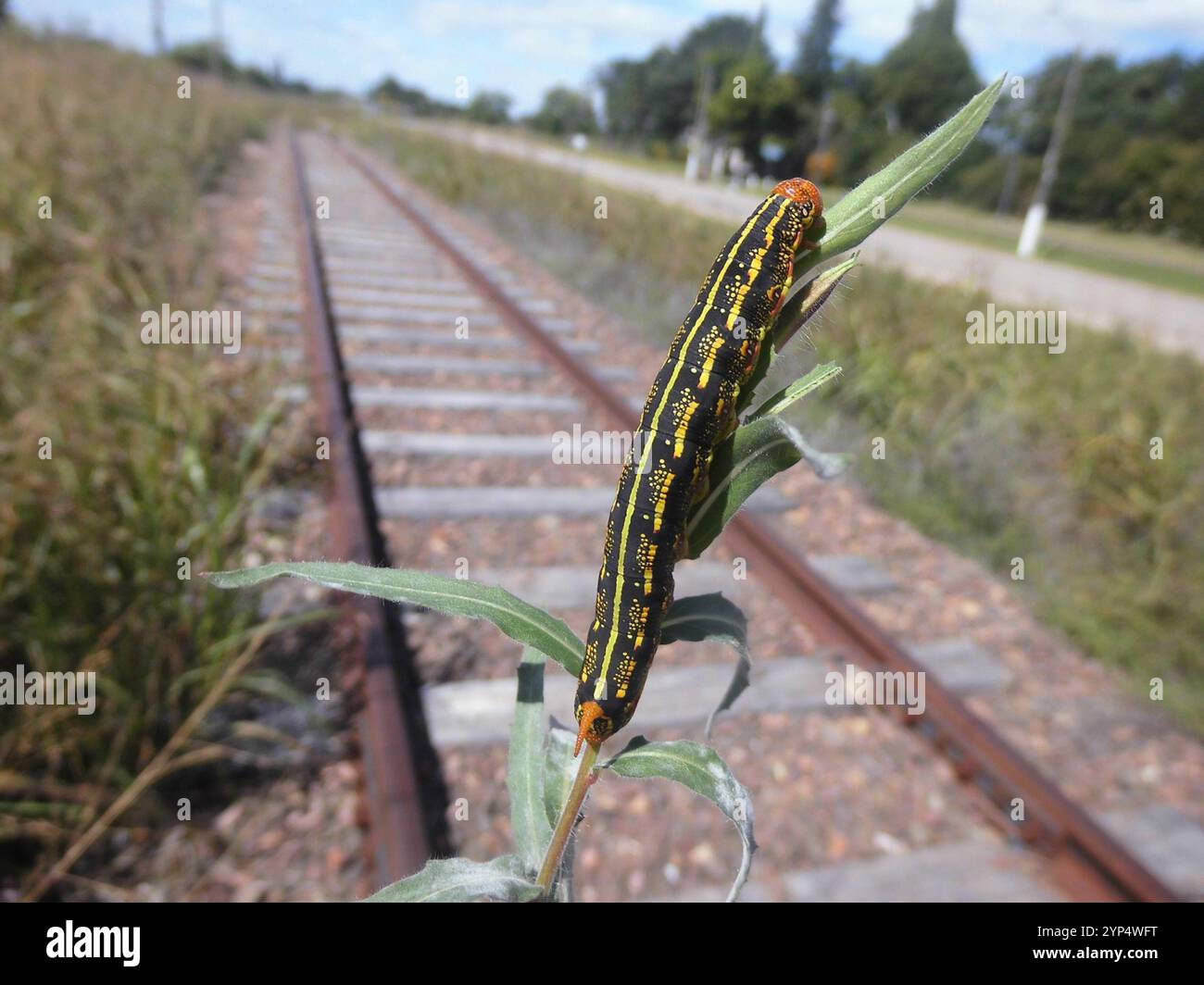 White-lined Sphinx (Hyles lineata Stock Photo - Alamy