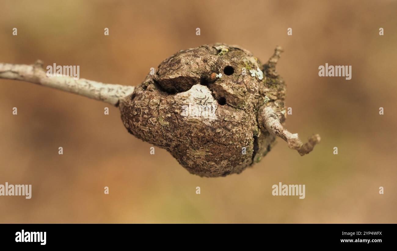 Southern Live Oak Stem Gall Wasp (Callirhytis quercusbatatoides Stock ...