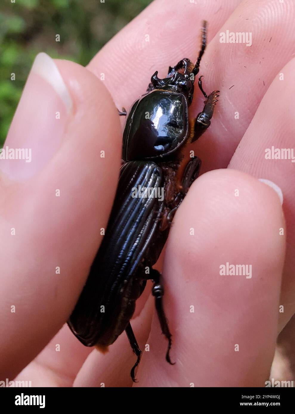 Odontotaenius disjunctus hi-res stock photography and images - Alamy