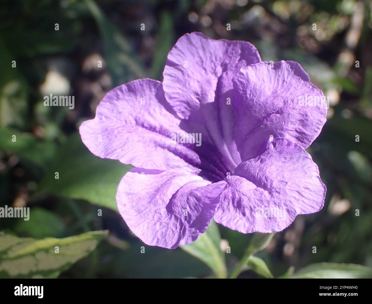 Mexican ruellia (Ruellia simplex Stock Photo - Alamy