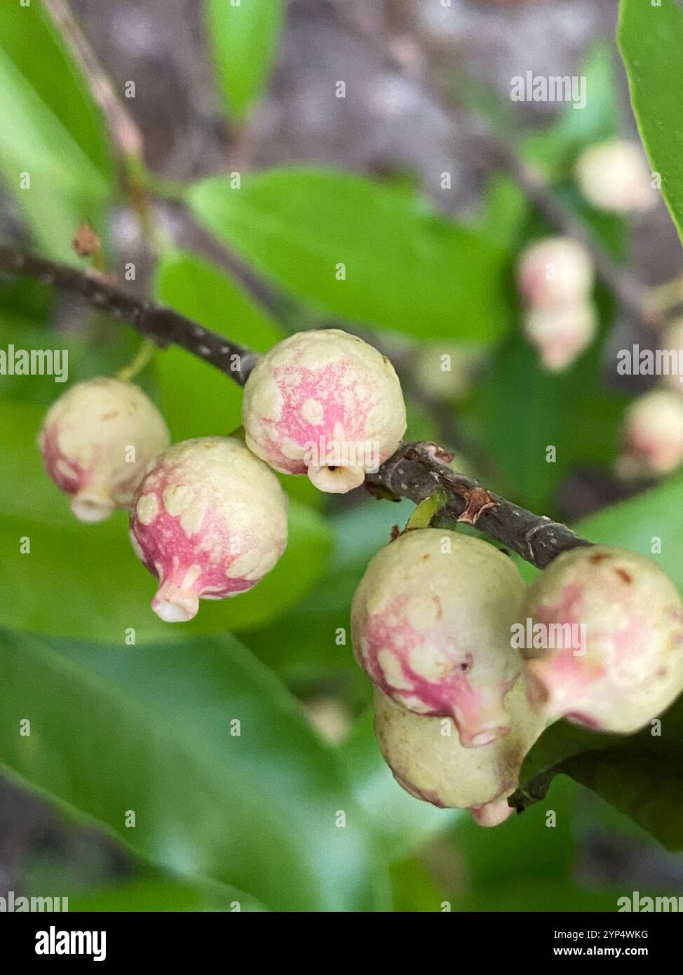 flowering plants (Angiospermae Stock Photo - Alamy