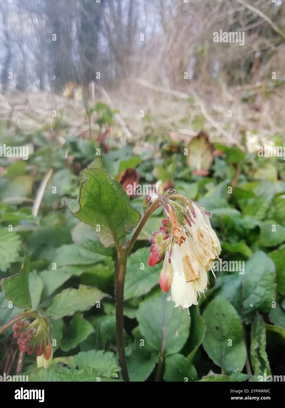 Creeping Comfrey (Symphytum grandiflorum Stock Photo - Alamy