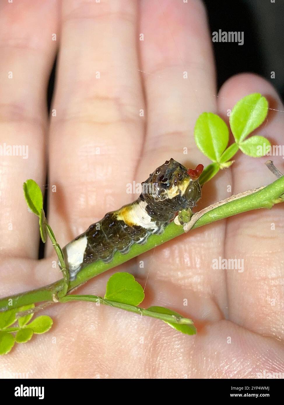 Eastern Giant Swallowtail (Heraclides cresphontes Stock Photo - Alamy