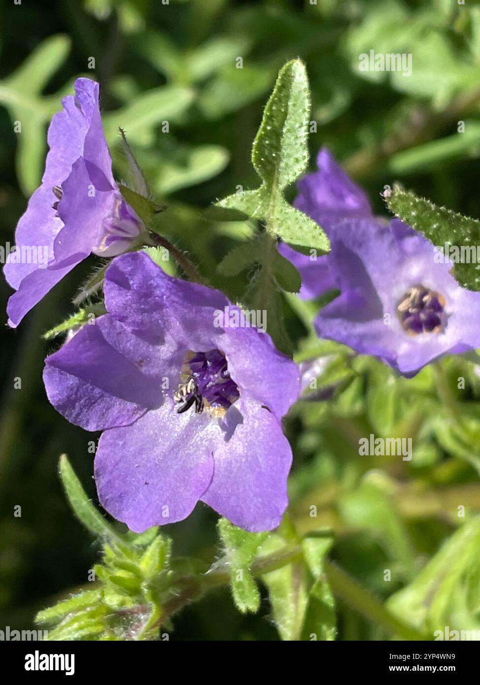 Fiesta Flower (Pholistoma auritum Stock Photo - Alamy