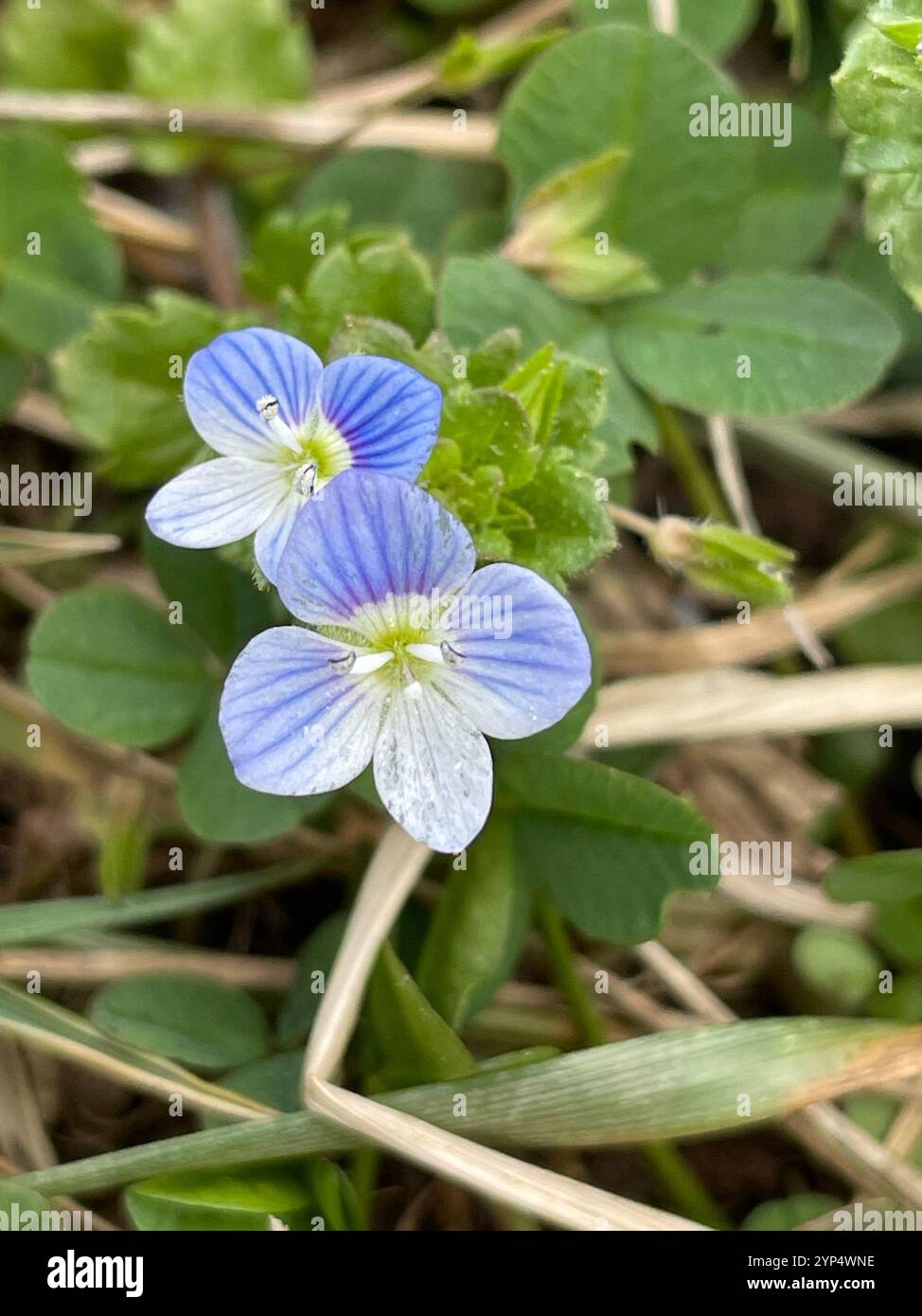 bird's-eye speedwell (Veronica persica Stock Photo - Alamy