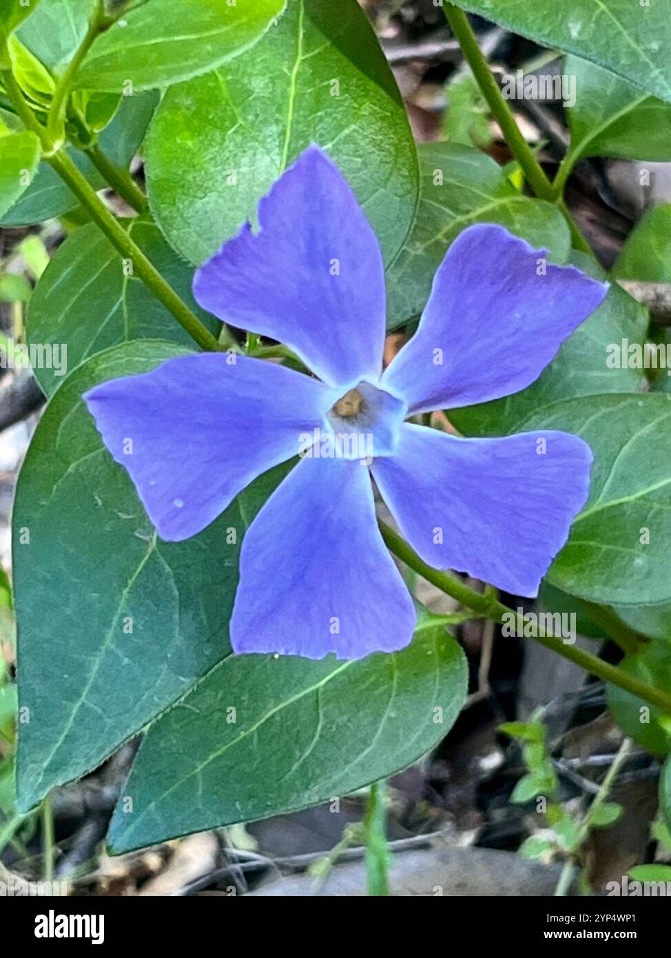 greater periwinkle (Vinca major Stock Photo - Alamy